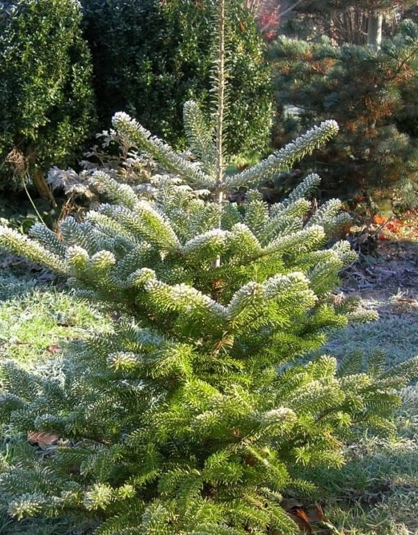 Купить пихта корейская в горшке Минск — интернет-магазин растений Villa ...