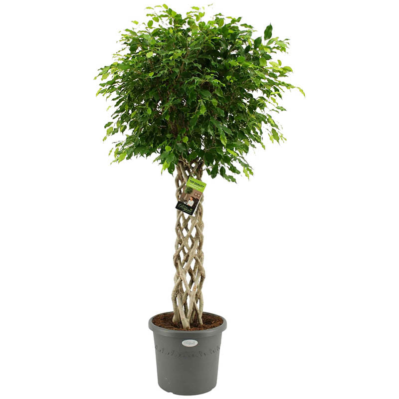 Крупномеры растения для интерьера купить Минск в магазине растений ...