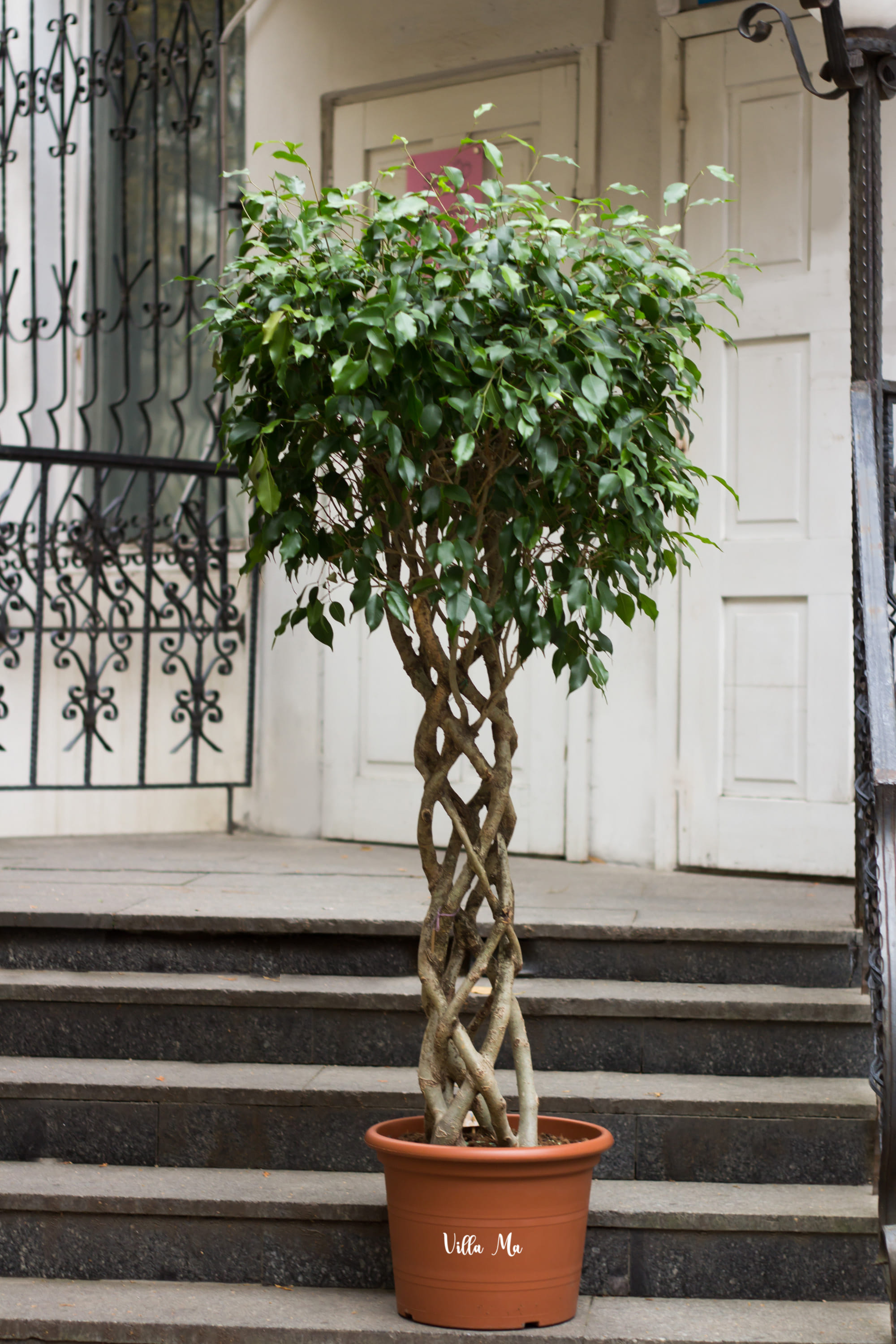 Крупномеры растения для интерьера купить Минск в магазине растений ...