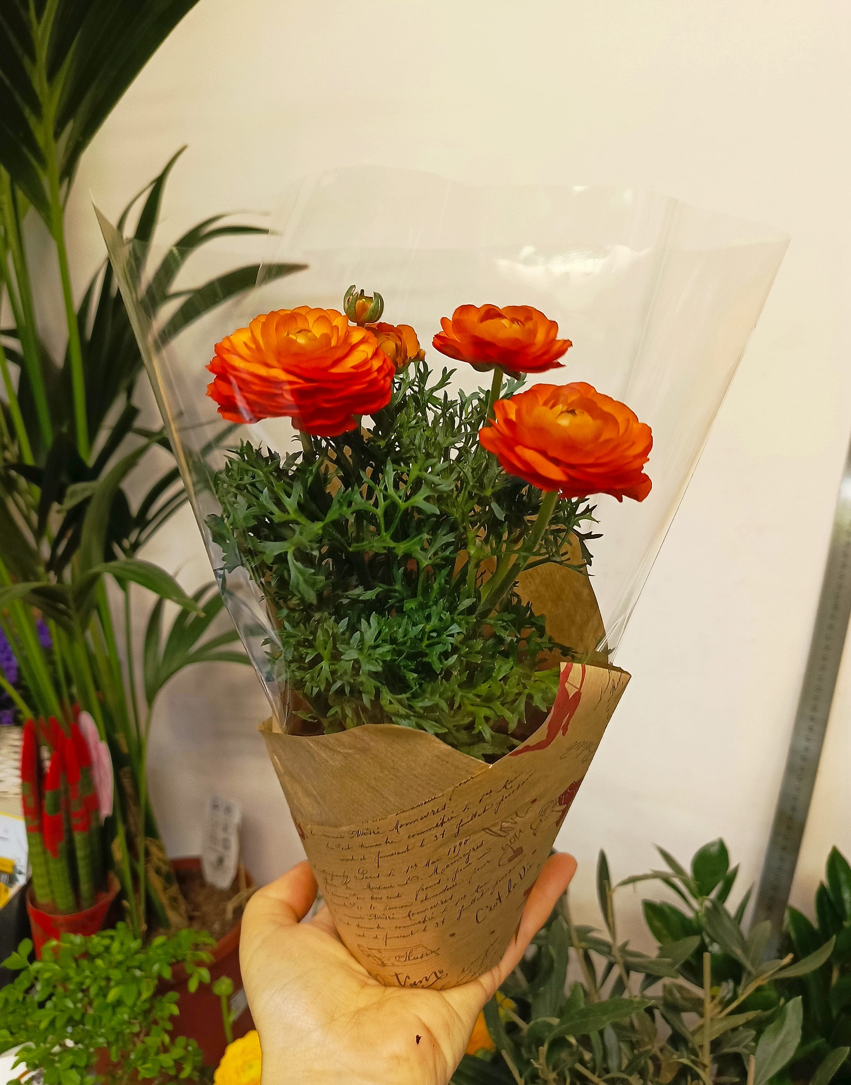 Ранункулюс растение цветок в горшке живой букет купить в Минске ...