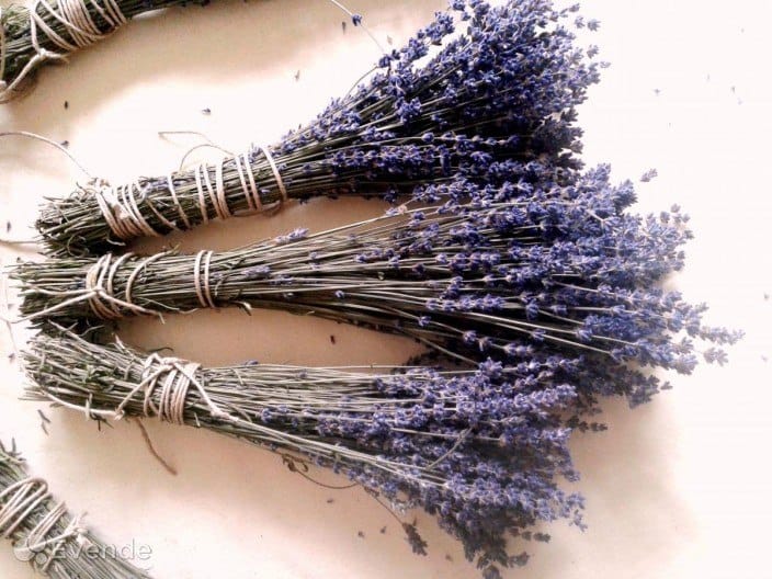 Лаванда сухая Минск, пучок лаванды сушеной недорого купить в Минске с ...