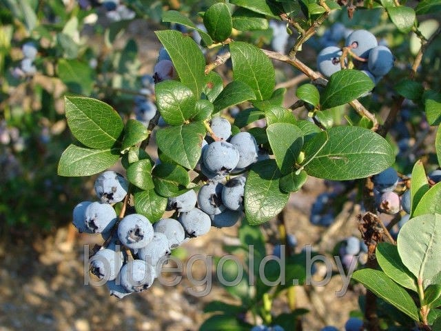 Голубика ранняя купить Минск, саженцы голубики сорт цукер траубе купить ...