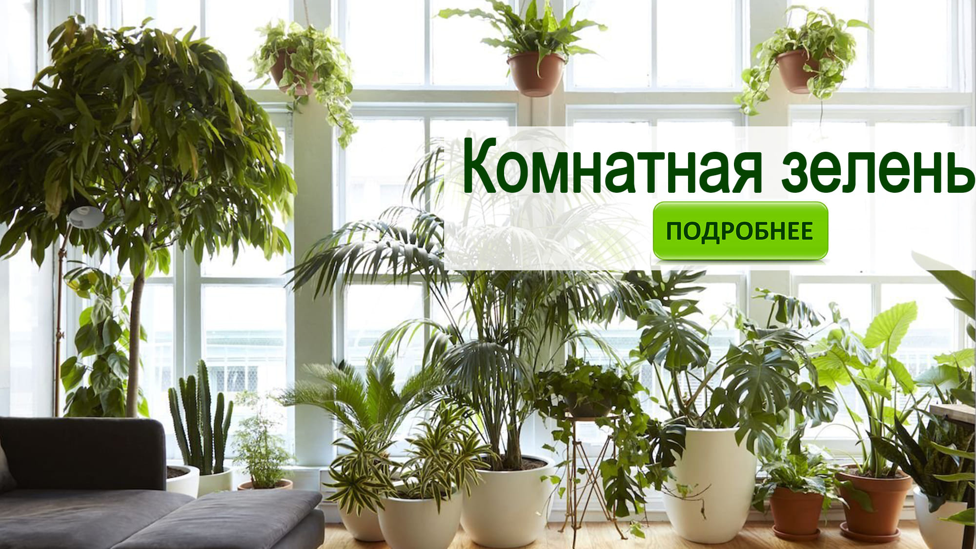 Villa Ma интернет-магазин комнатных растений и подарков в Минске ...